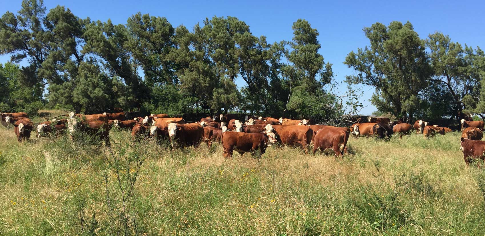 Cattle | McFaddin Ranch