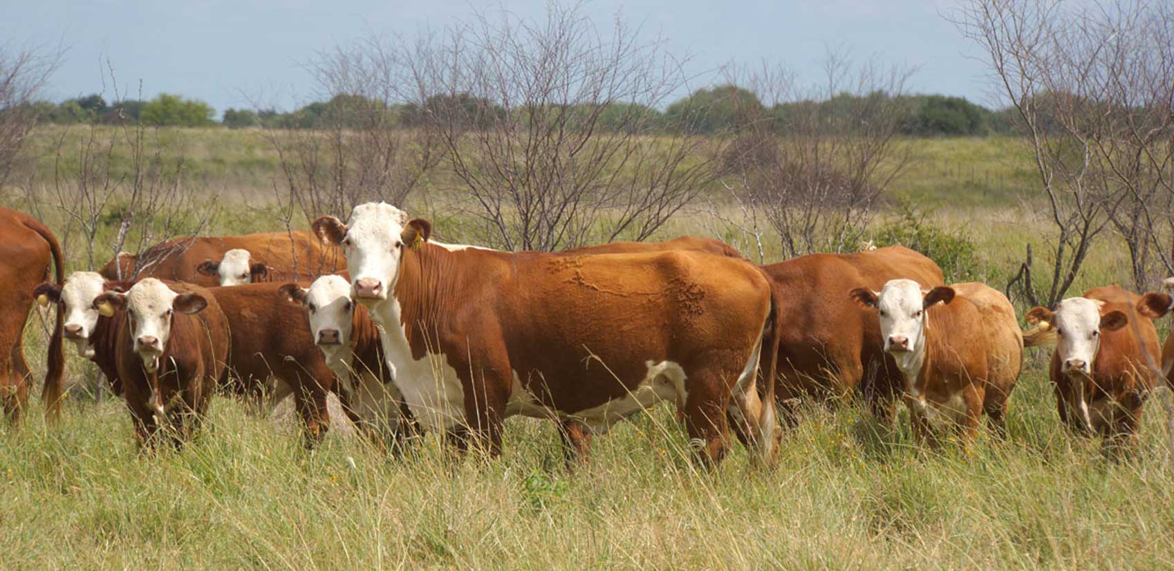 Cattle | McFaddin Ranch